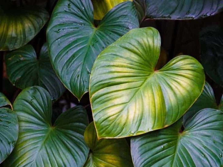 Rare Philodendron Species (Why is Philodendron so Rare?) - LeafyJournal