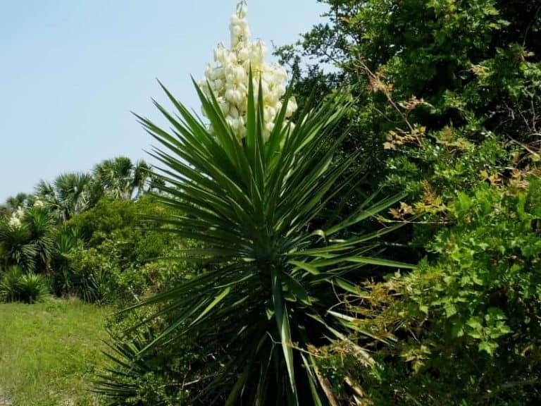 Are Yucca Roots Invasive? Do They Have Deep Roots? – LeafyJournal