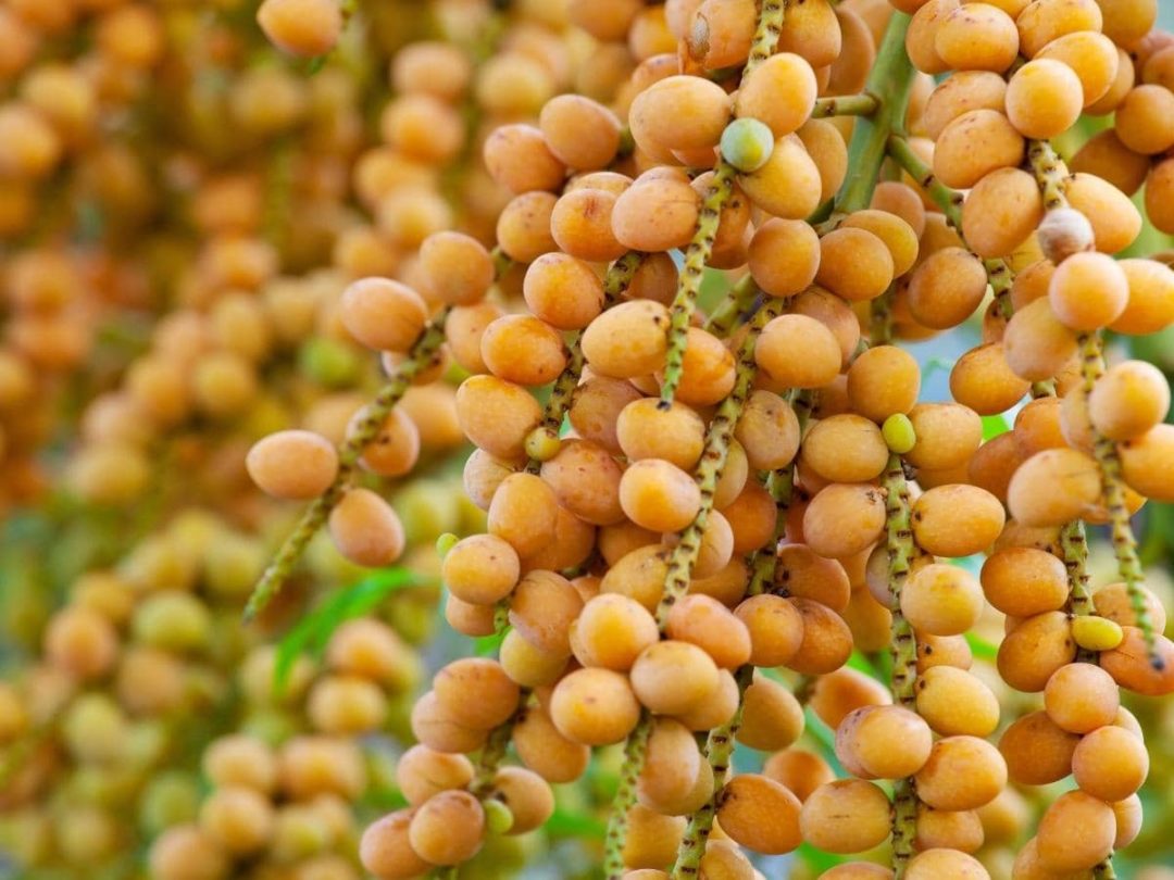Are the Orange Palm Tree Fruits Edible? (Read This First!) - LeafyJournal