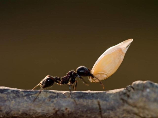 Homemade Ant Trap Without Borax Do They Work Answered Leafyjournal