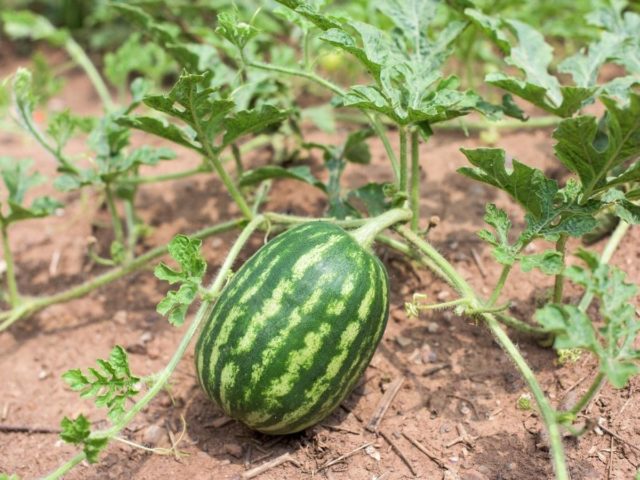 How Deep Do Watermelon Roots Grow? (Explained) – LeafyJournal