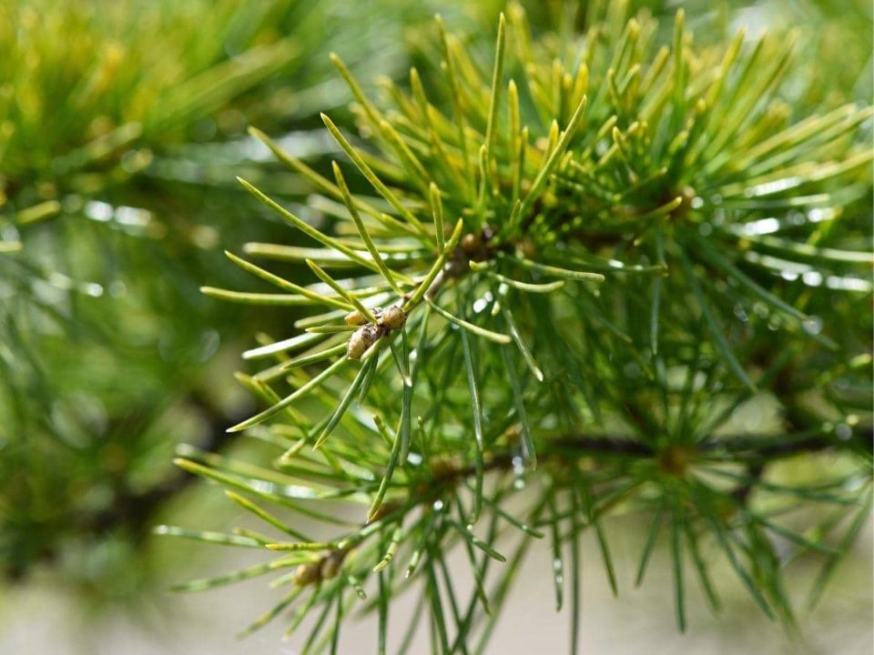 Is Cedar a Pine Tree? Is There Any Difference? (Answered) - LeafyJournal