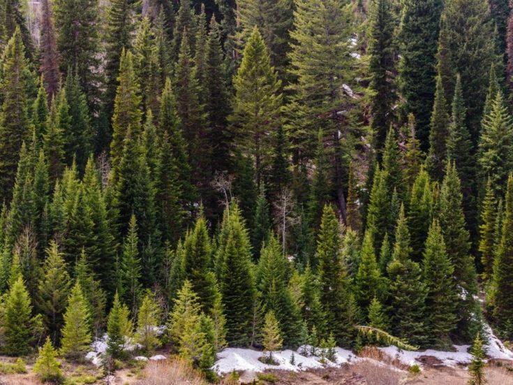How Tall Do Pine Trees Get? (Read This First!) - LeafyJournal