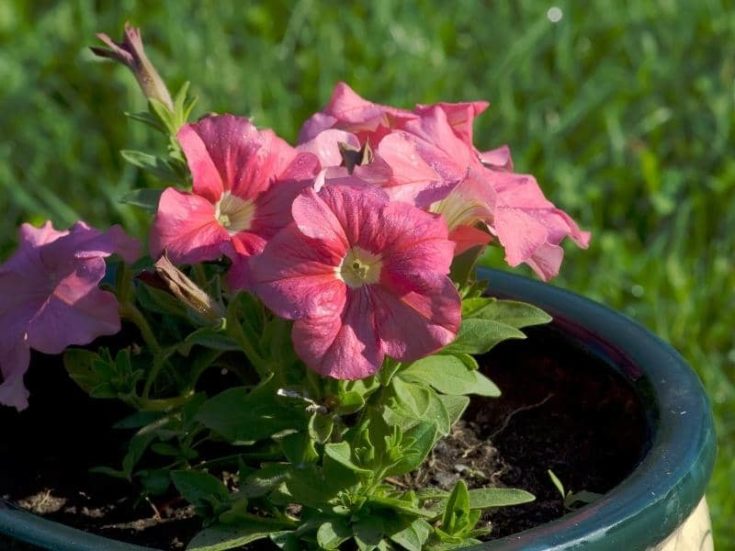 How Deep to Plant Petunias? (All You Need to Know) - LeafyJournal
