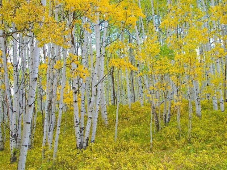 Aspen Tree Root System - Are Aspen Roots Invasive? - LeafyJournal