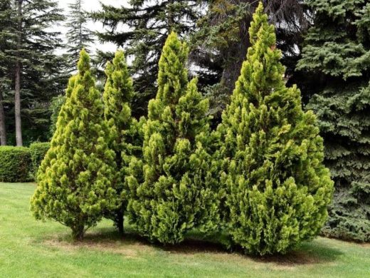 Aspen Tree Root System – Are Aspen Roots Invasive? – LeafyJournal