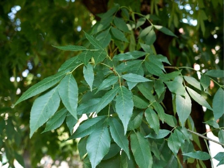 Bamboo Root System Are Bamboo Roots Invasive Answered Leafyjournal
