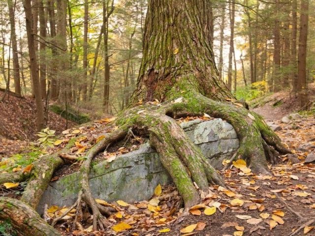 Apple Tree Root System – Are Apple Tree Roots Invasive? – LeafyJournal