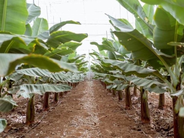 Japanese Maple Root System – Are the Roots Invasive? – LeafyJournal