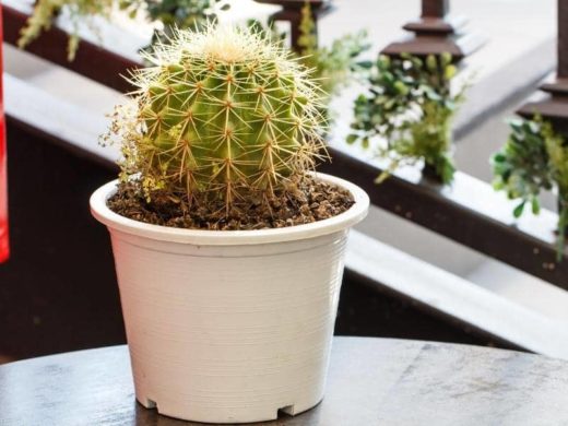 Cactus Root System - Are Cactus Roots Invasive? (Explained) - LeafyJournal