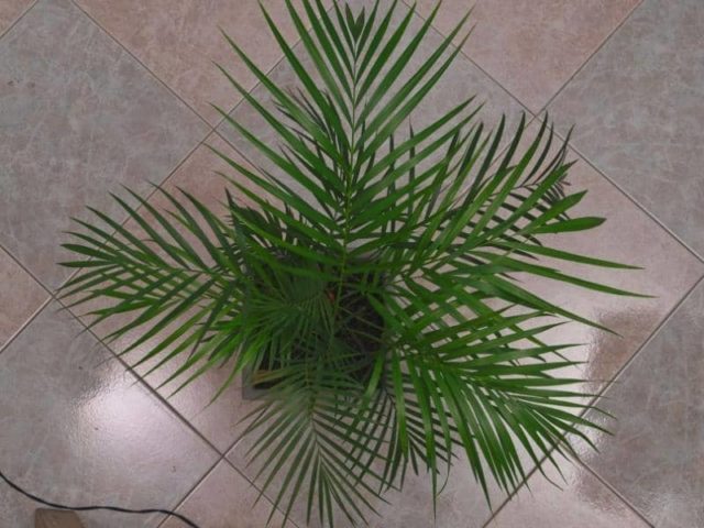 Laurel Root System – Are Laurel Roots Invasive? (Answered) – LeafyJournal