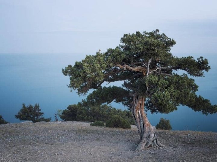 Juniper Root System - Are Juniper Roots Invasive? - LeafyJournal