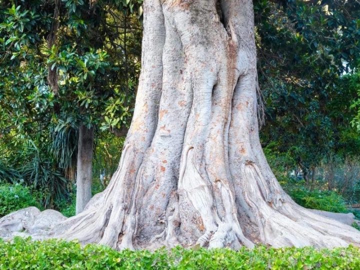 Blueberry Root System – Are Blueberry Roots Invasive? – LeafyJournal