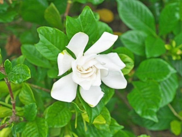 Gardenia Root System – Is Gardenia Invasive? (Quick Answers) – LeafyJournal