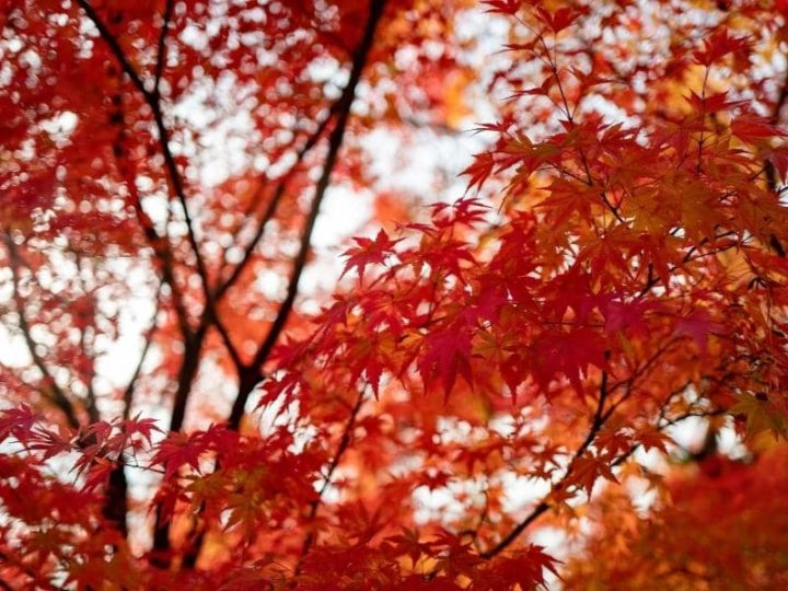 Red Maple Root System – Are Red Maple Roots Invasive? – LeafyJournal