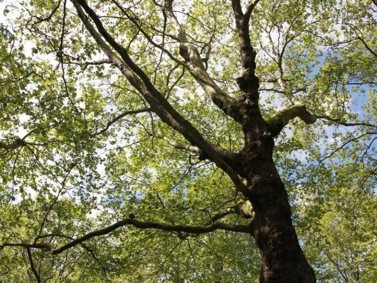 Silver Maple Root System - Are Silver Maples Invasive? - LeafyJournal