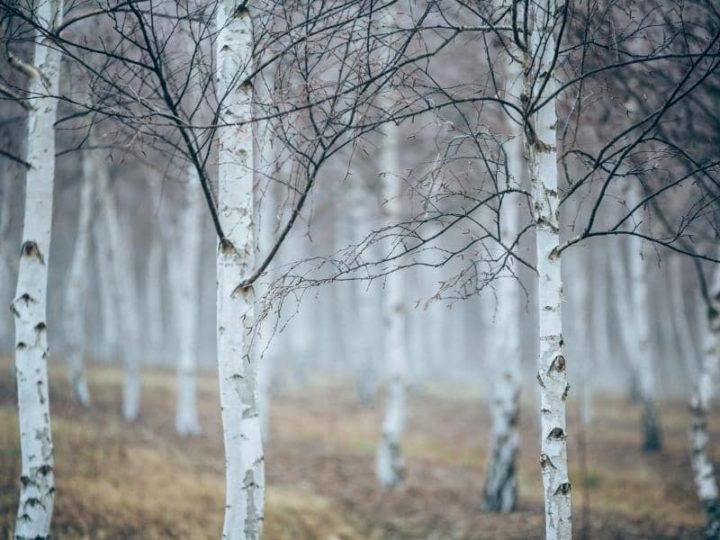 Autumn Blaze Maple Root System – Are They Invasive? – LeafyJournal