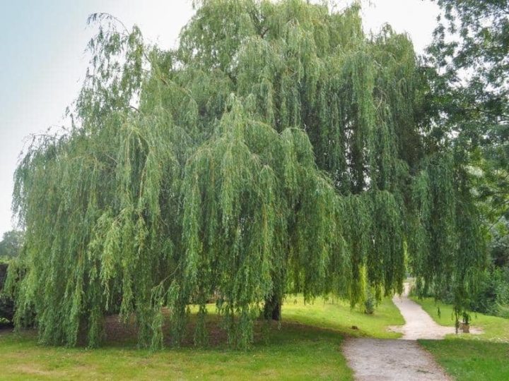 Birch Tree Root System – Are Birch Roots Invasive? – LeafyJournal