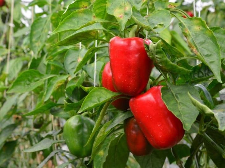 Mango Root System Are Mango Tree Roots Invasive Leafyjournal