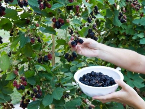 Blackberry Root System: How Deep Do Blackberry Roots Grow? - LeafyJournal