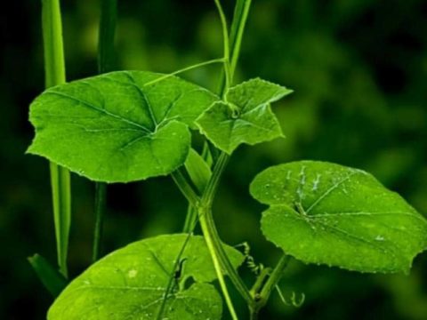 Blackberry Root System: How Deep Do Blackberry Roots Grow? – LeafyJournal