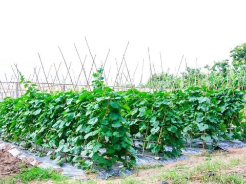 Cherry Tree Root System: Are Cherry Tree Roots Invasive? – LeafyJournal