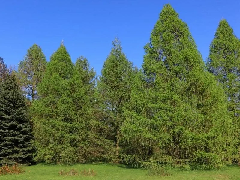 Conifer Root System: Are Conifer Roots Invasive? – LeafyJournal