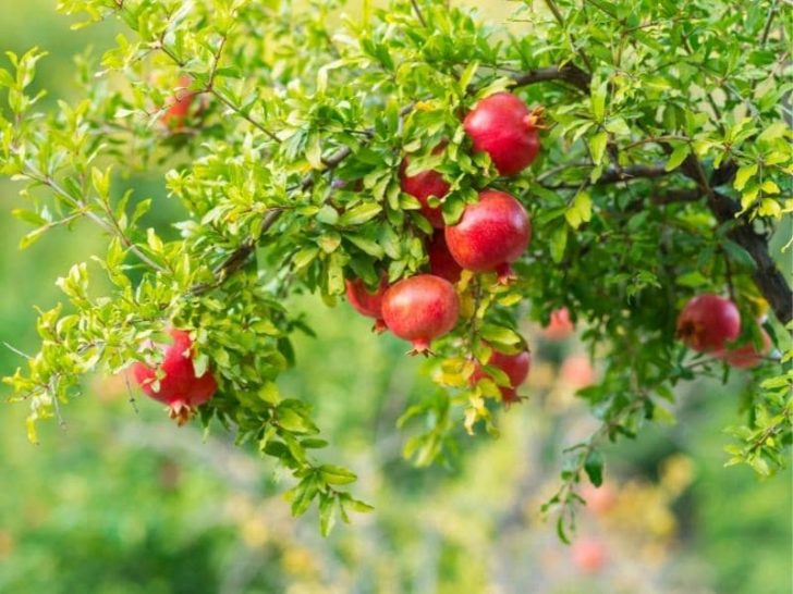 When Do Pomegranate Trees Produce Fruit? (Explained) – LeafyJournal