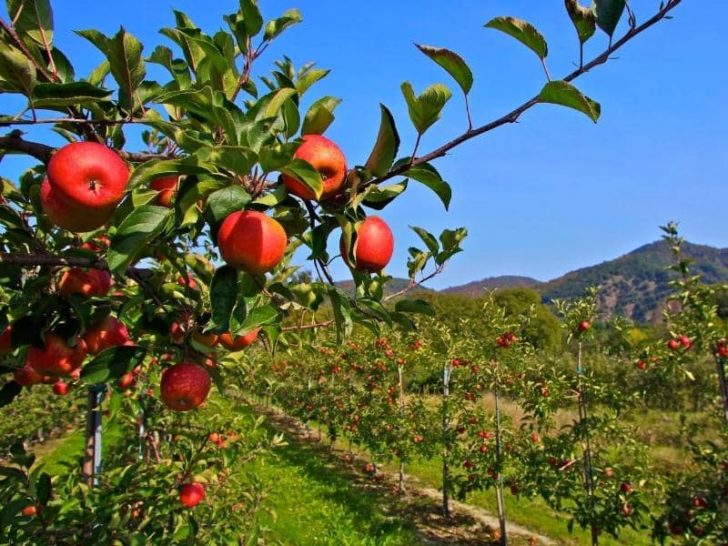 Do You Need Two Apple Trees to Produce Fruit? (Answered) – LeafyJournal