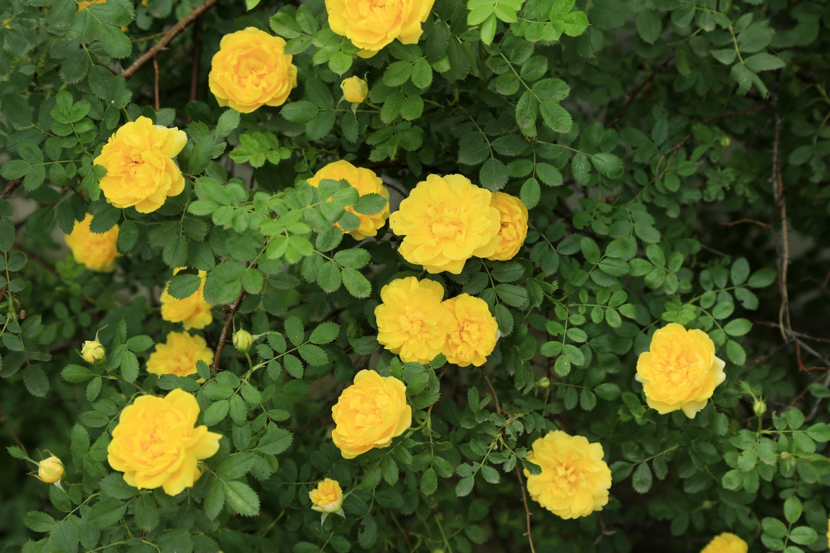 11 Must-Try Yellow Rose Garden Ideas to Transform Your Outdoor Oasis ...