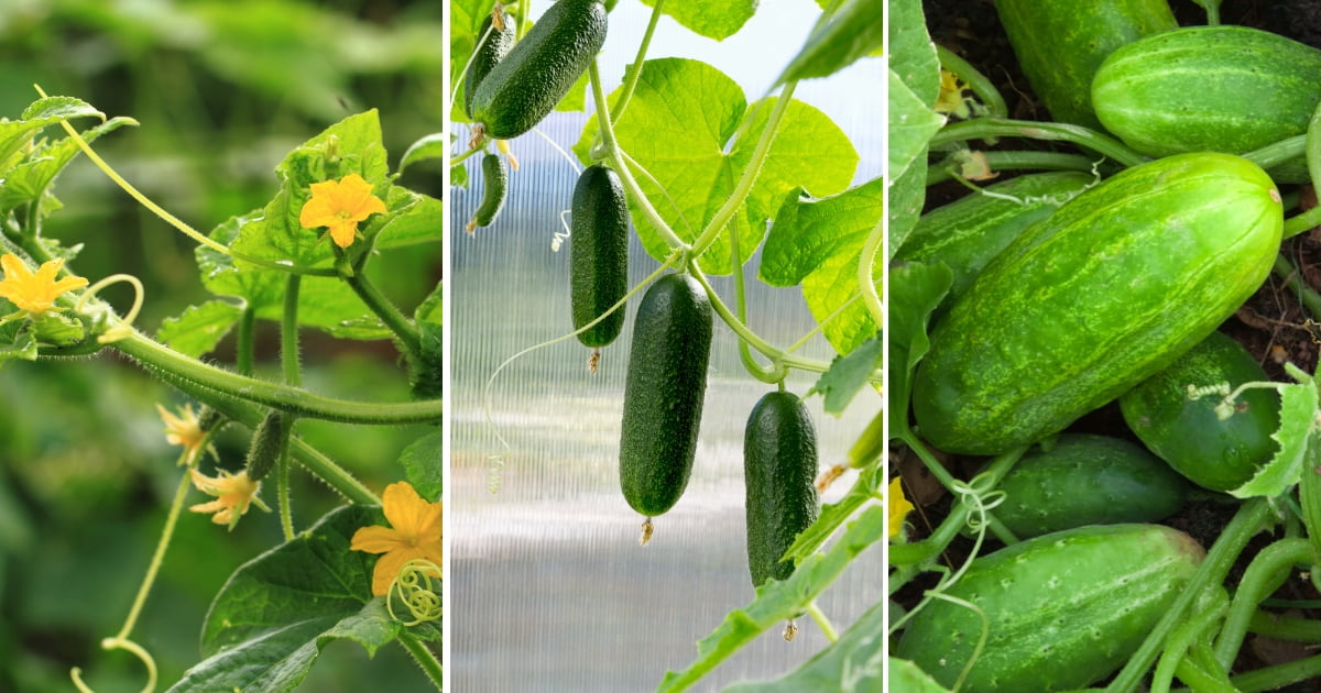 15 Genius Hacks for Growing Perfect Cucumbers! - LeafyJournal