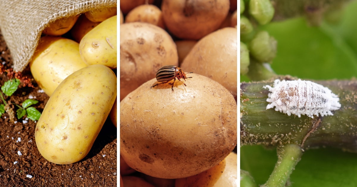 16 Potato Pests And How to Get Rid of Them! - LeafyJournal