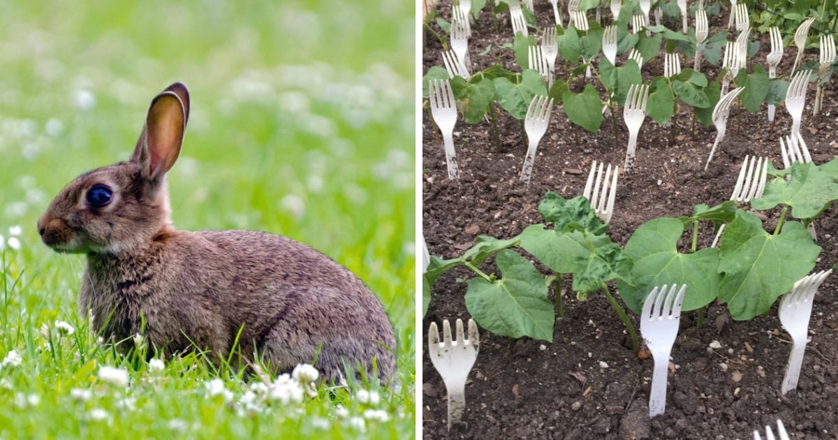 5 Clever Ways to Use Plastic Forks to Keep Animals Out of Your ...
