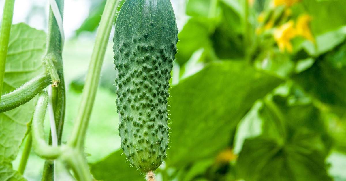 8 Alarming Signs You Are Overwatering Your Cucumber Plants - LeafyJournal