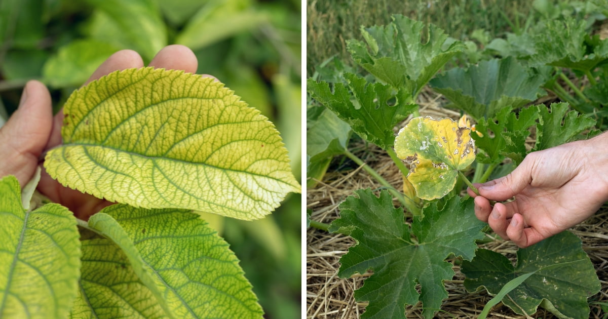 Is Your Plant Showing Signs of Potassium Deficiency? Fix It Now ...