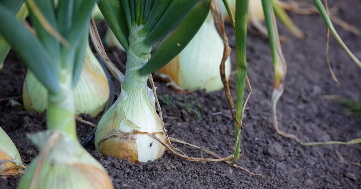 Onion White Rot - The Silent Killer: 6 Essential Techniques to Save ...