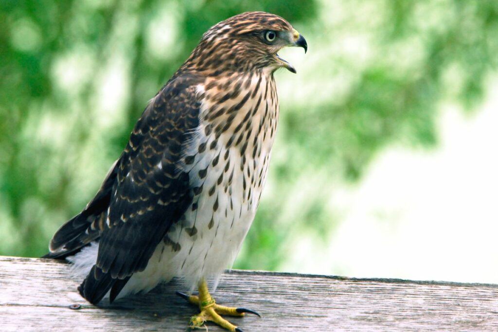 Having A Cooper’s Hawk In Your Yard Is Not Good - Here's Why - LeafyJournal