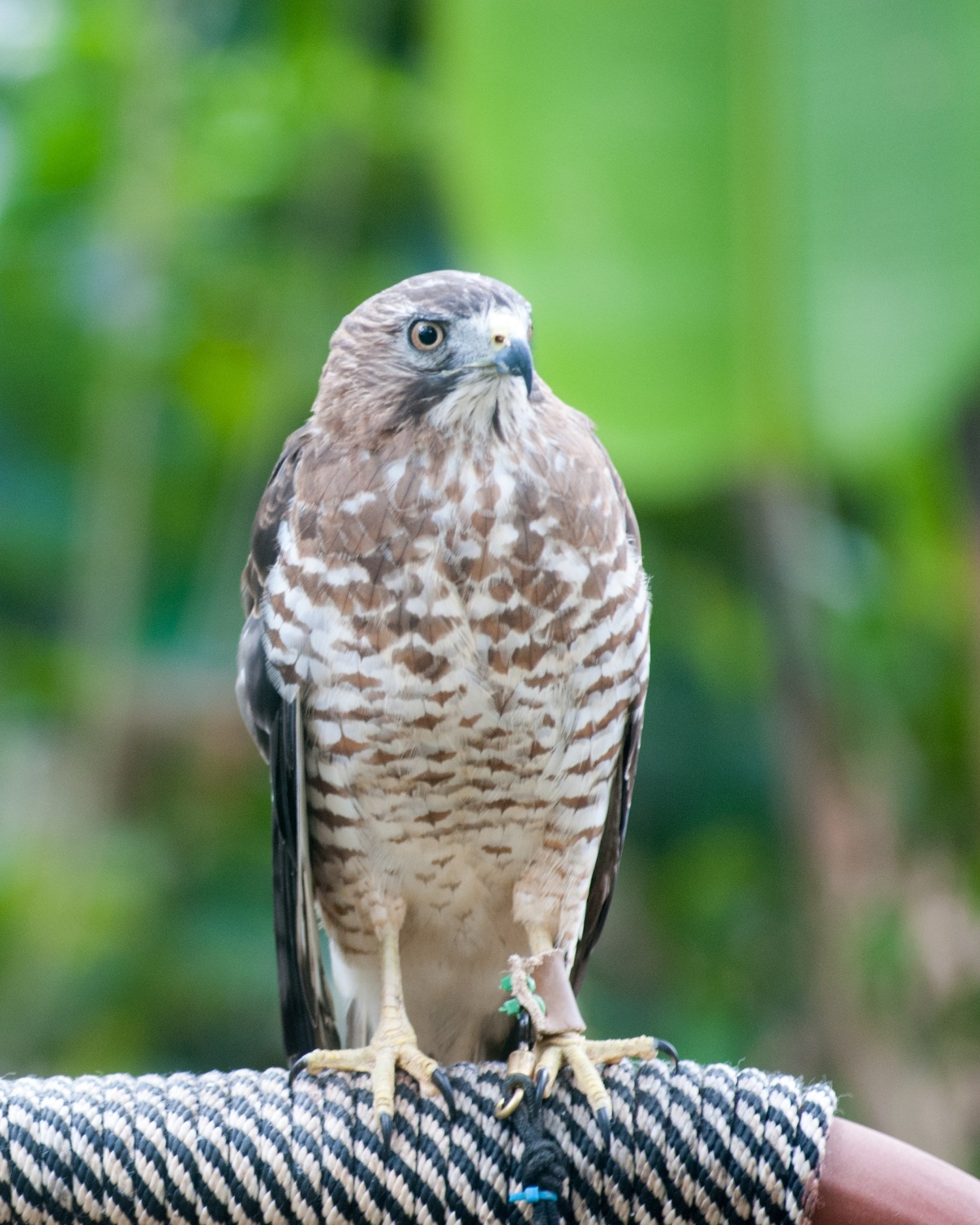 Having A Cooper’s Hawk In Your Yard Is Not Good - Here's Why - LeafyJournal
