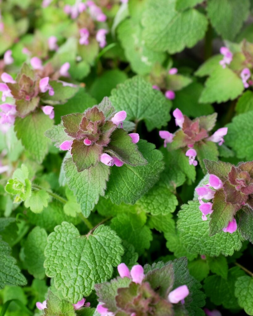 Harvesting Springtime Purple Dead Nettle and How to Utilize It ...