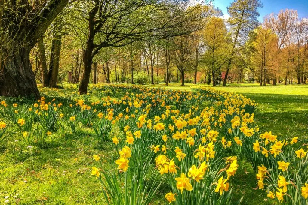 10 Things About Daffodils: Every Gardener Needs to Know - LeafyJournal
