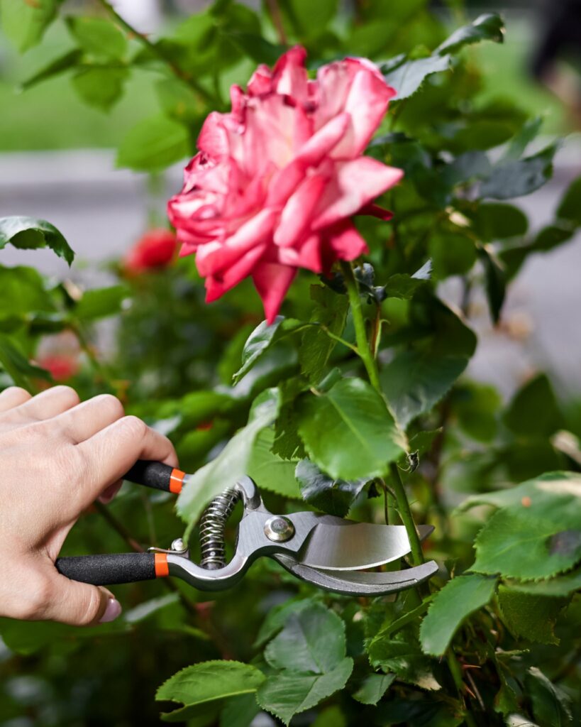 Essential Spring Rose Maintenance: Top 6 Tasks for Rose Enthusiasts ...
