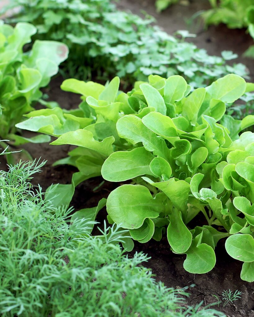 Vegetable Garden Planning: Optimal Plant Spacing for 30 Types of ...