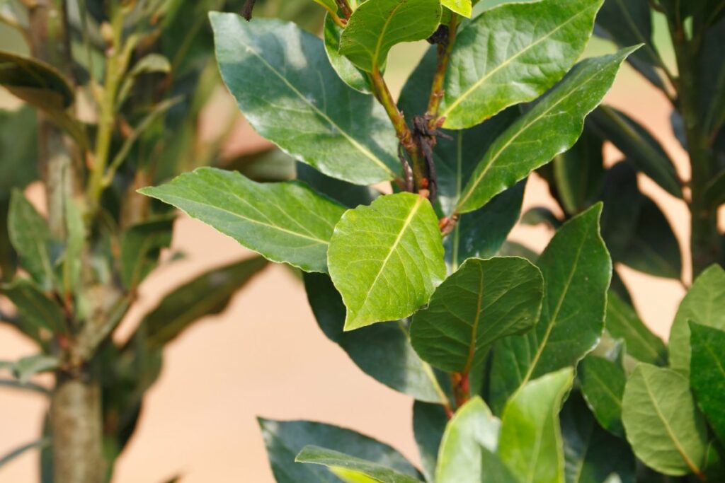 Grow & Care Tips For A Bay Tree & Bay Leaf Uses - LeafyJournal