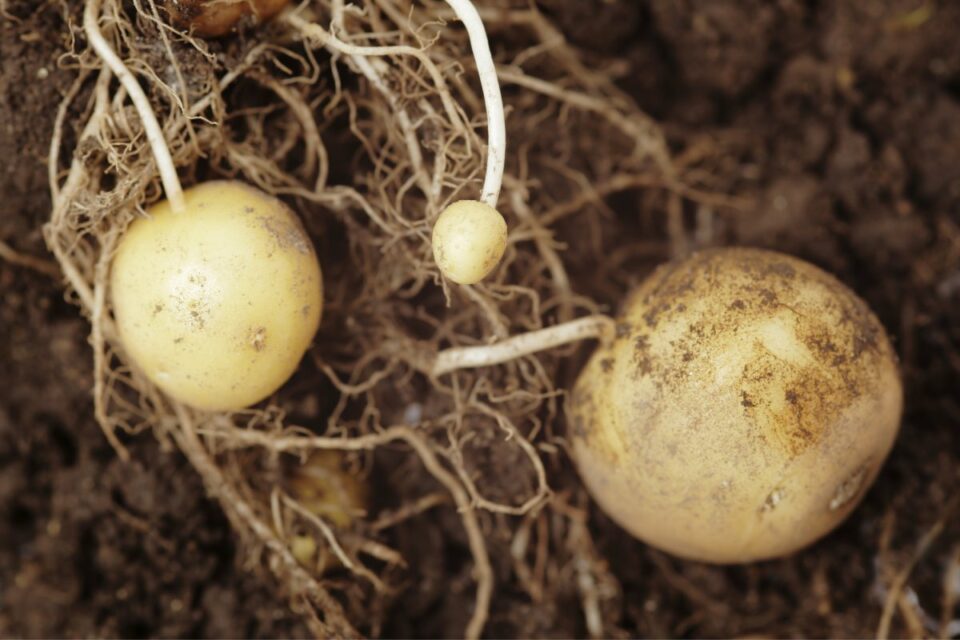 Boost Your Potato Yield with This Simple Mulching Technique - LeafyJournal