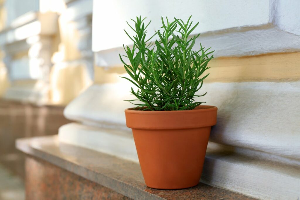 A Complete Guide To Grow Rosemary From Seed Or Cuttings - LeafyJournal