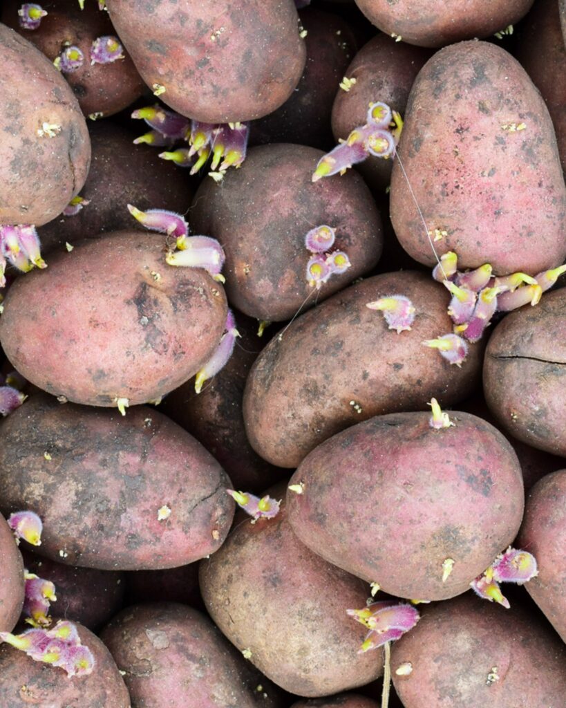 Master Seed Potatoes: Chitting, Planting and Growing Techniques ...