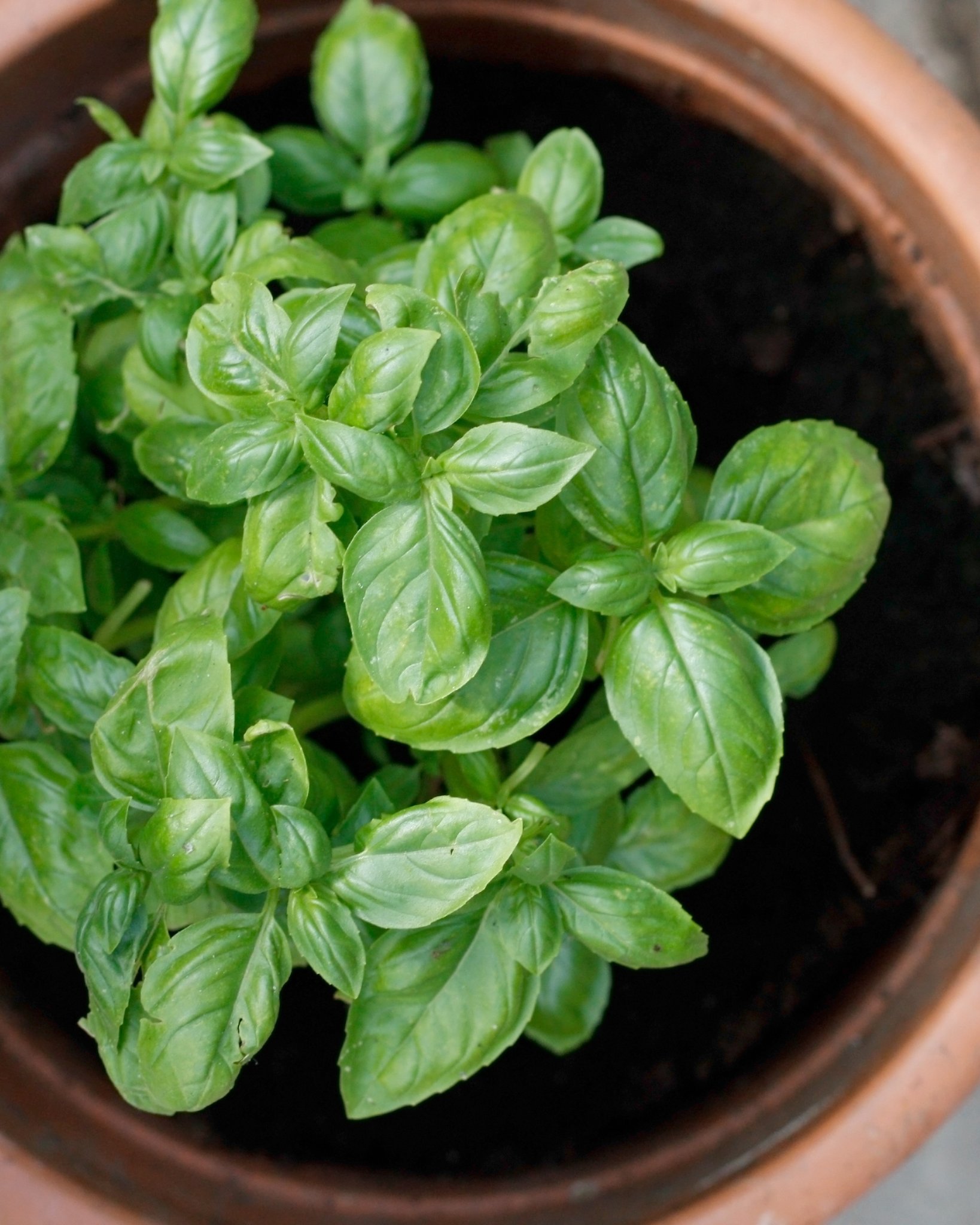 20 Creative Ways to Use Basil Leaves - LeafyJournal