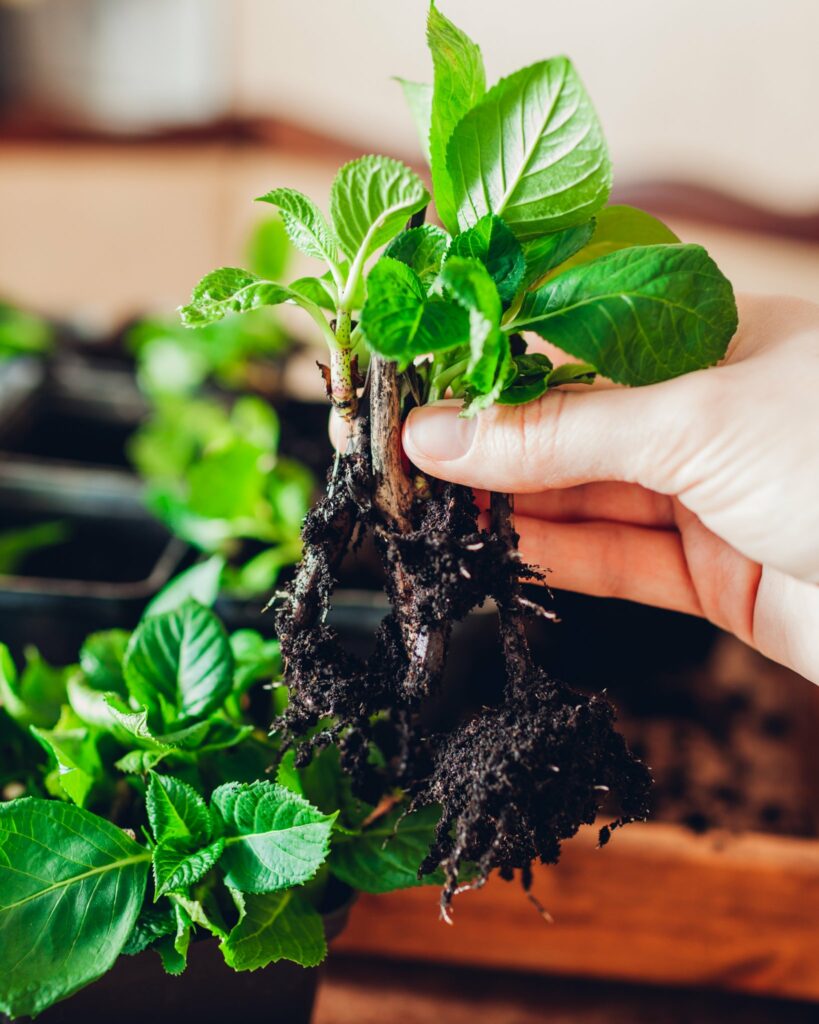 8 Simple Steps to Propagate Hydrangea From Cuttings - LeafyJournal