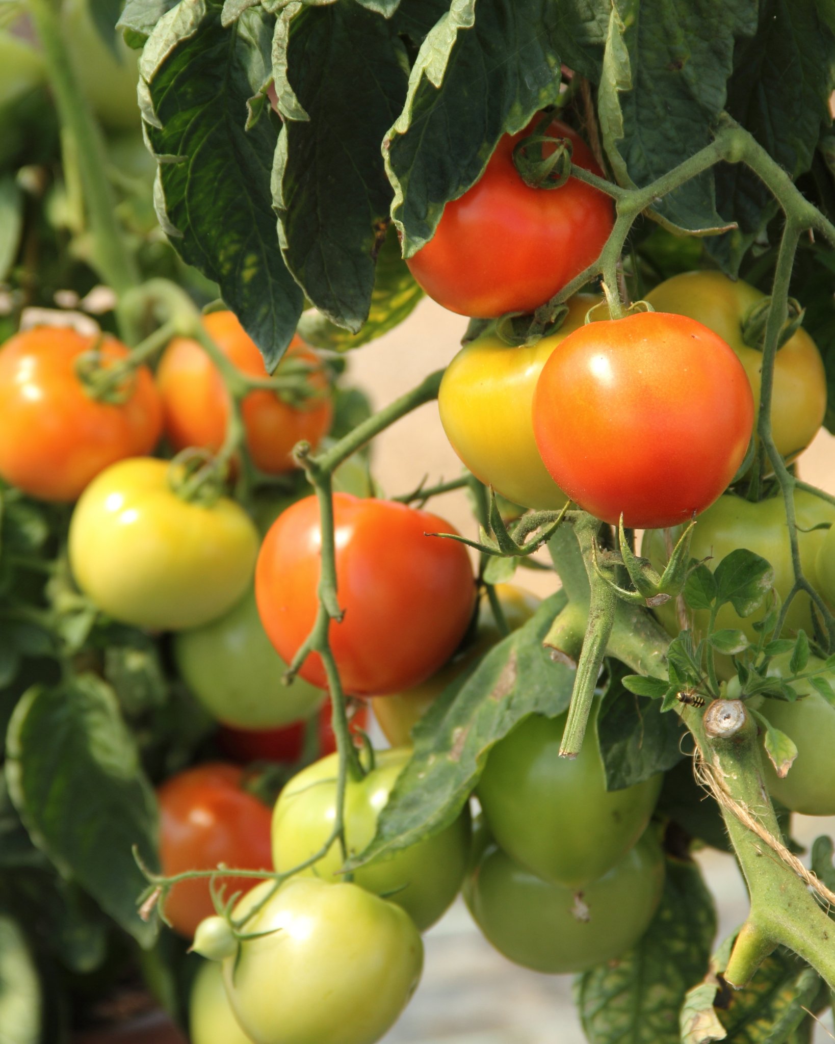 8 Advantages of Determinate Tomatoes Over Indeterminate Ones - LeafyJournal