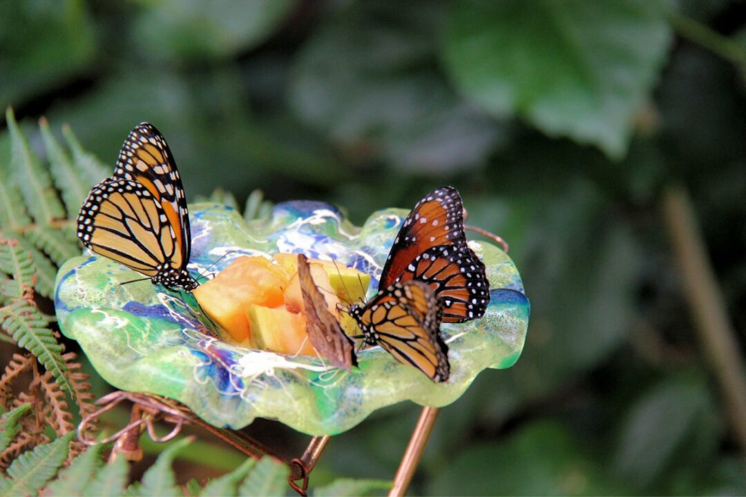 15 DIY Butterfly Feeders To Turn Your Garden Into A Butterfly Haven ...